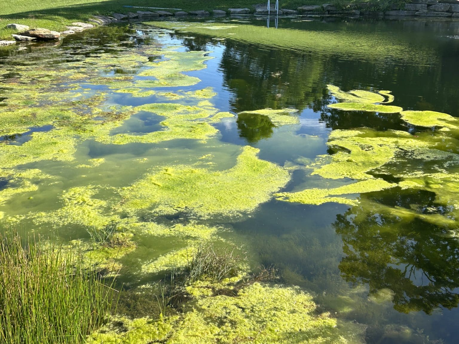 How to Remove Weeds from Lake and Ponds - Tools and Methods